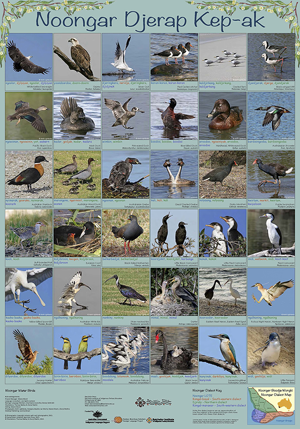 Posters :: Noongar Boodjar Language Cultural Aboriginal Corporation